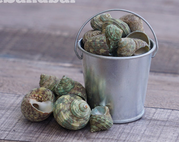 Red Patterned Shells Pink Small Tiny Mix Colored Patterned Snail ...