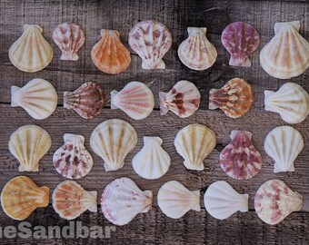 Bulk Scallop Shells - Etsy