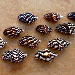 Minature Chevron Conch Shells Small Teeny Tiny Mini Patterned | Etsy