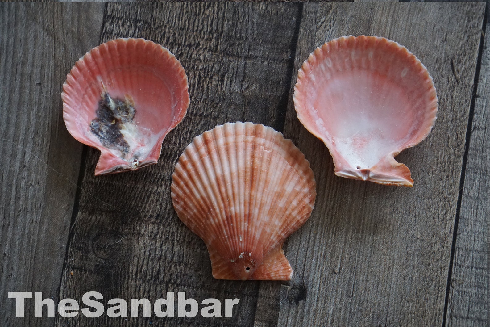 Seashells With Holes Drilled Scallop Seashell Beads Hole - Etsy