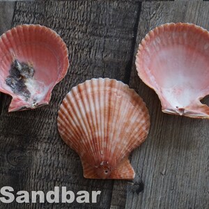 Seashells With Holes Drilled Scallop Seashell Beads Hole - Etsy