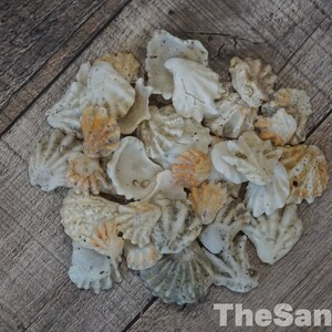 Kitten Paw Seashells Small Natural Little Seashells Bulk Florida ...