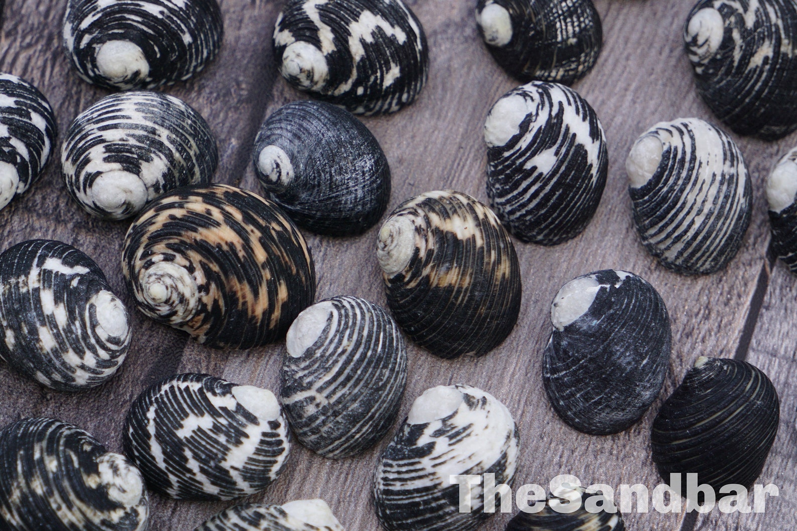 Nerite Shells Black Moon Coastal Decor Snail Nerita Polita | Etsy