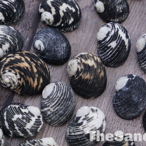 Nerite Shells Black Moon Coastal Decor Snail Nerita Polita - Etsy