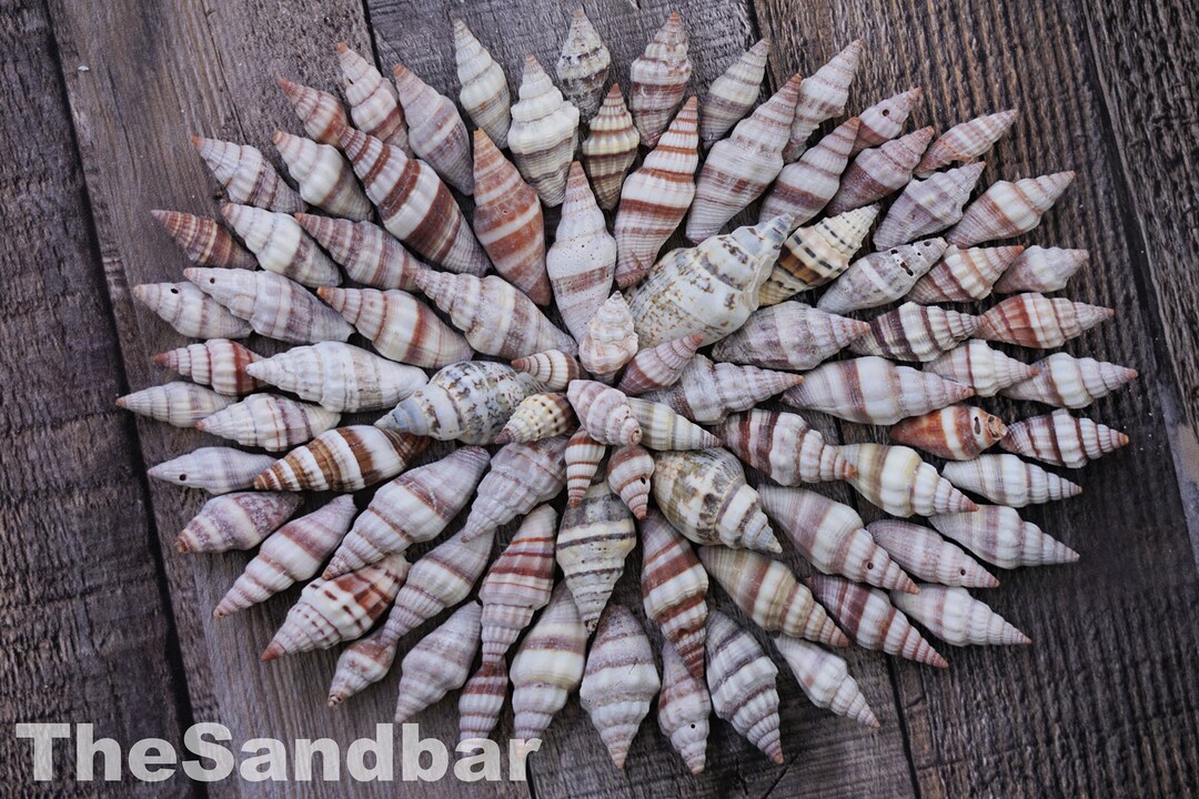 Seashell Mix Mitra Acuminata Seashells Vase Filler Mitre Craft - Etsy