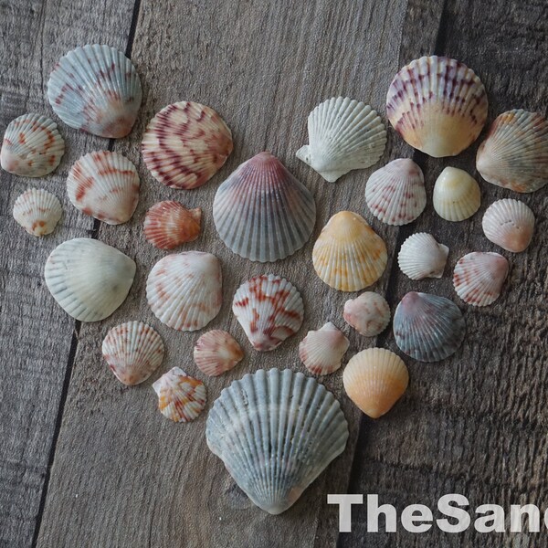 Calico Scallop Shell - Etsy