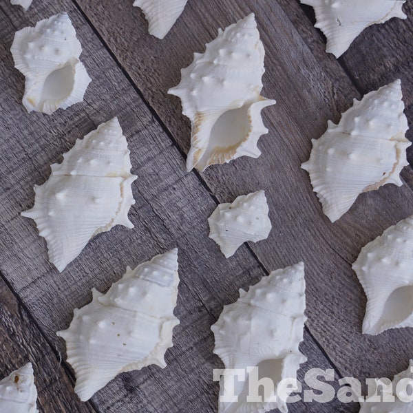 Bulk Seashells - Etsy