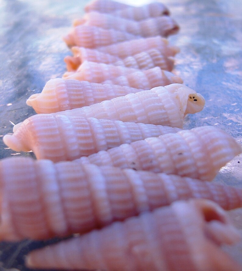 Auger Cone Seashells 5-50 Small Spiral Shells Neutral Light | Etsy
