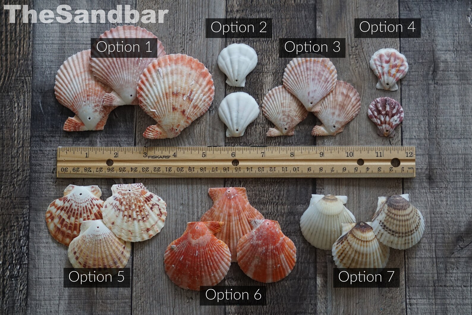 Seashells With Holes Drilled Scallop Seashell Beads Hole - Etsy