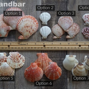 Seashells With Holes Drilled Scallop Seashell Beads Hole - Etsy