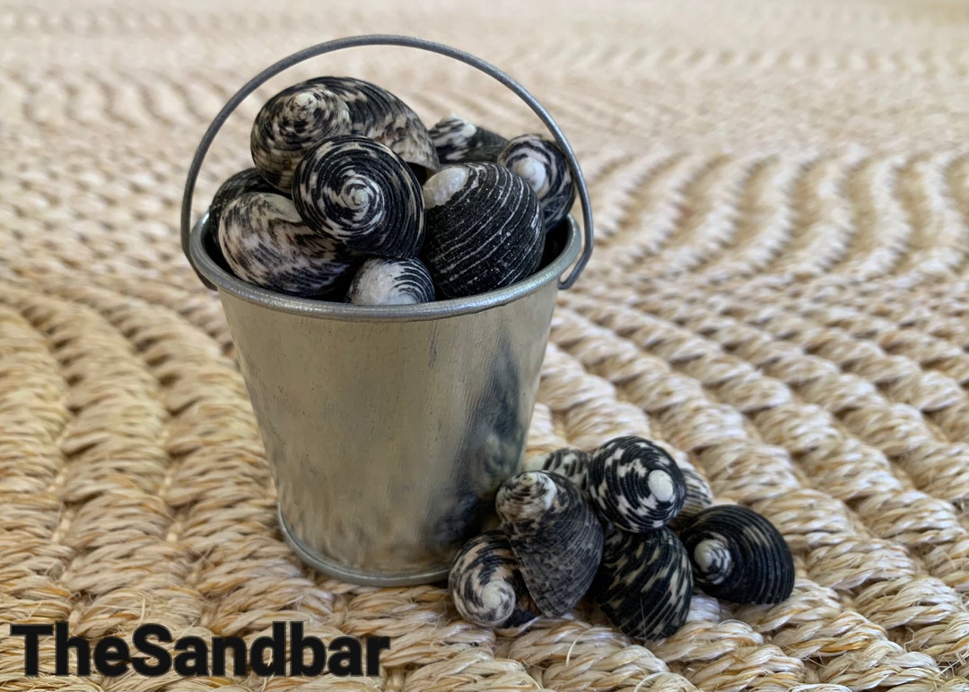 Nerite Shells Black Moon Coastal Decor Snail Nerita Polita Tessellata ...