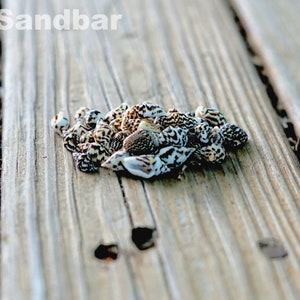 Minature Chevron Conch Shells Small Teeny Tiny Mini Patterned | Etsy