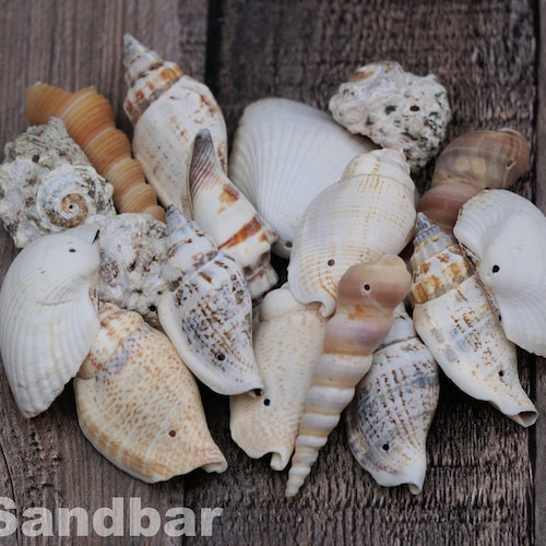 Seashells With Holes Drilled Scallop Seashell Beads Hole - Etsy