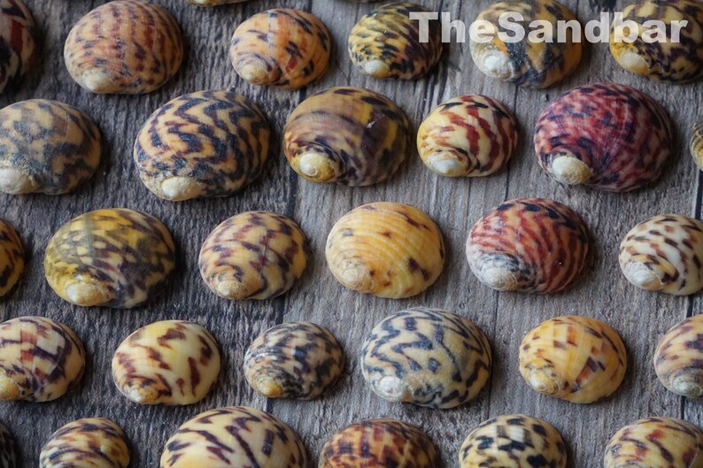 Nerite Shells Yellow Bleeding Tooth 3/41 Craft - Etsy