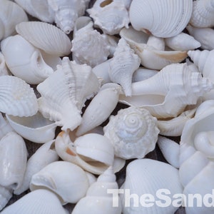 White Seashell Mix White Vase Fill Bulk Wedding Shells Craft Mystery ...