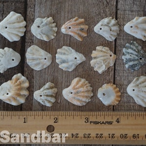Kitten Paw Seashells Small Natural Little Seashells Bulk Florida ...