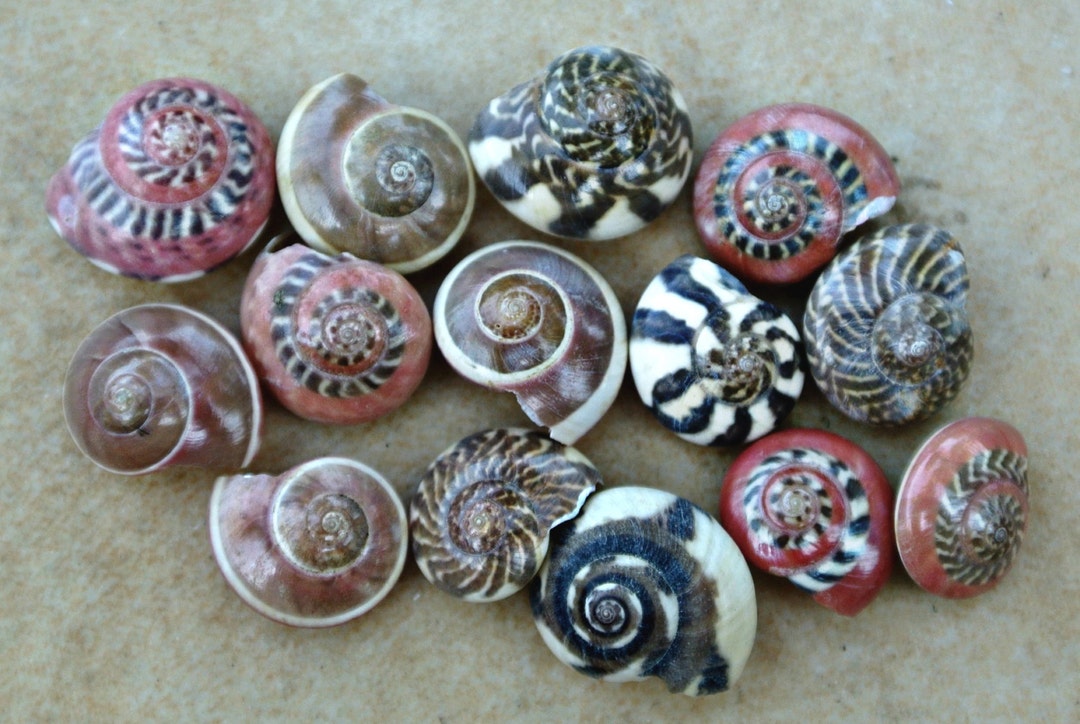 Red Patterned Shells Pink Small Tiny Mix Colored Patterned Snail ...