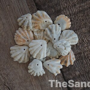 Kitten Paw Seashells Small Natural Little Seashells Bulk Florida ...