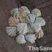 Kitten Paw Seashells Small Natural Little Seashells Bulk Florida ...
