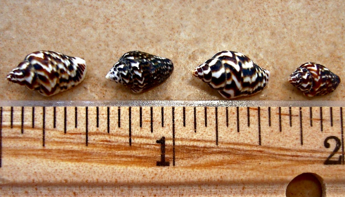 Minature Chevron Conch Shells Small Teeny Tiny Mini Patterned | Etsy