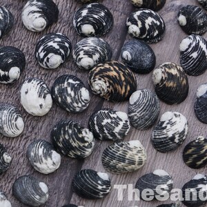 Nerite Shells Black Moon Coastal Decor Snail Nerita Polita - Etsy