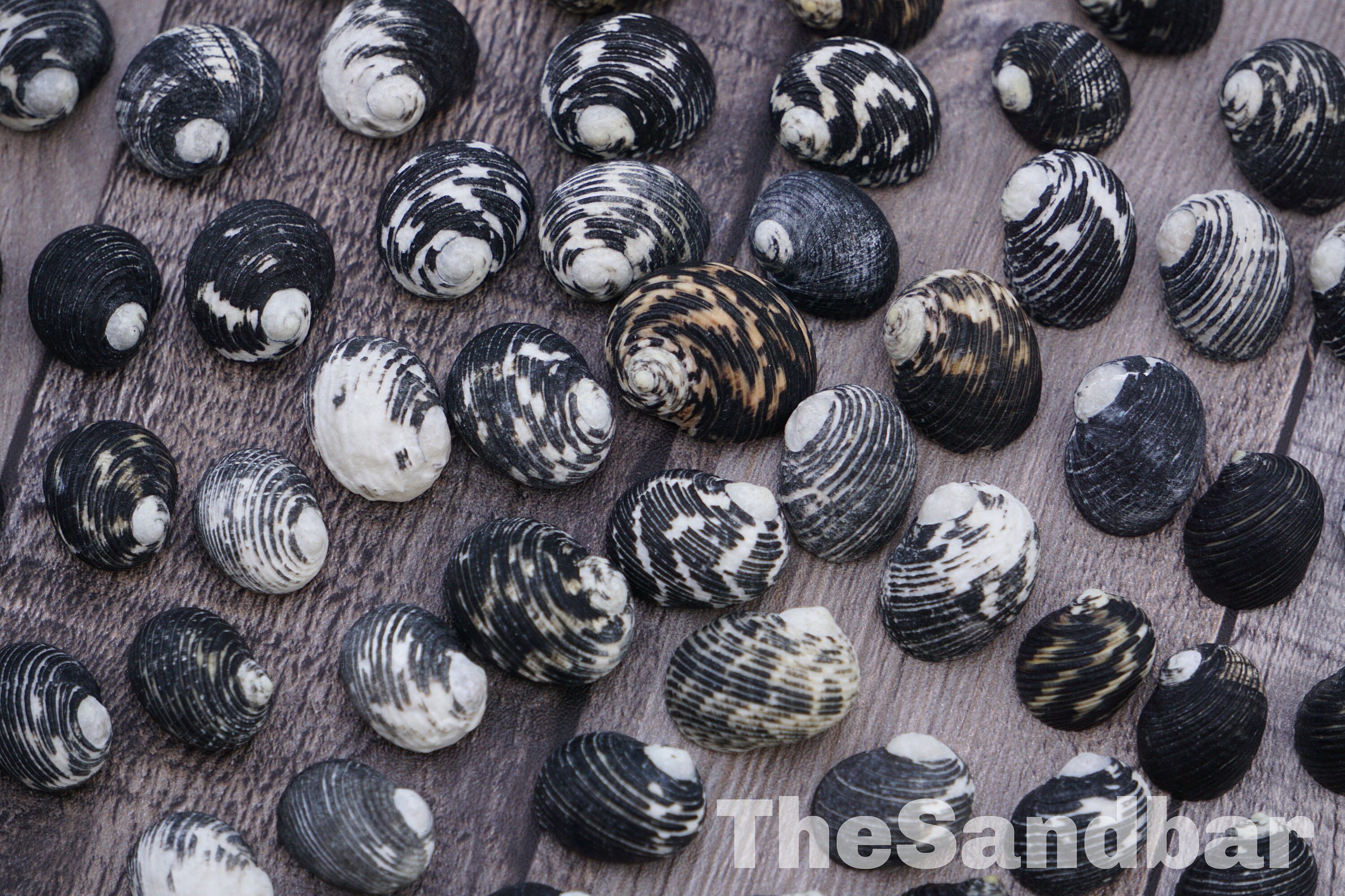 Nerite Shells Black Moon Coastal Decor Snail Nerita Polita | Etsy