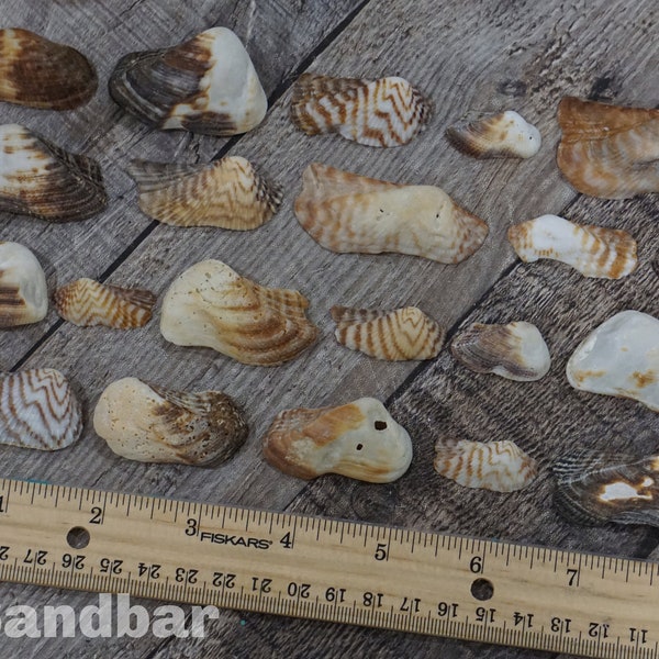 Turkey Wing Shells - Etsy