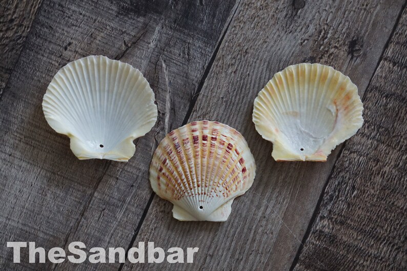Seashells With Holes Drilled Scallop Seashell Beads Hole - Etsy