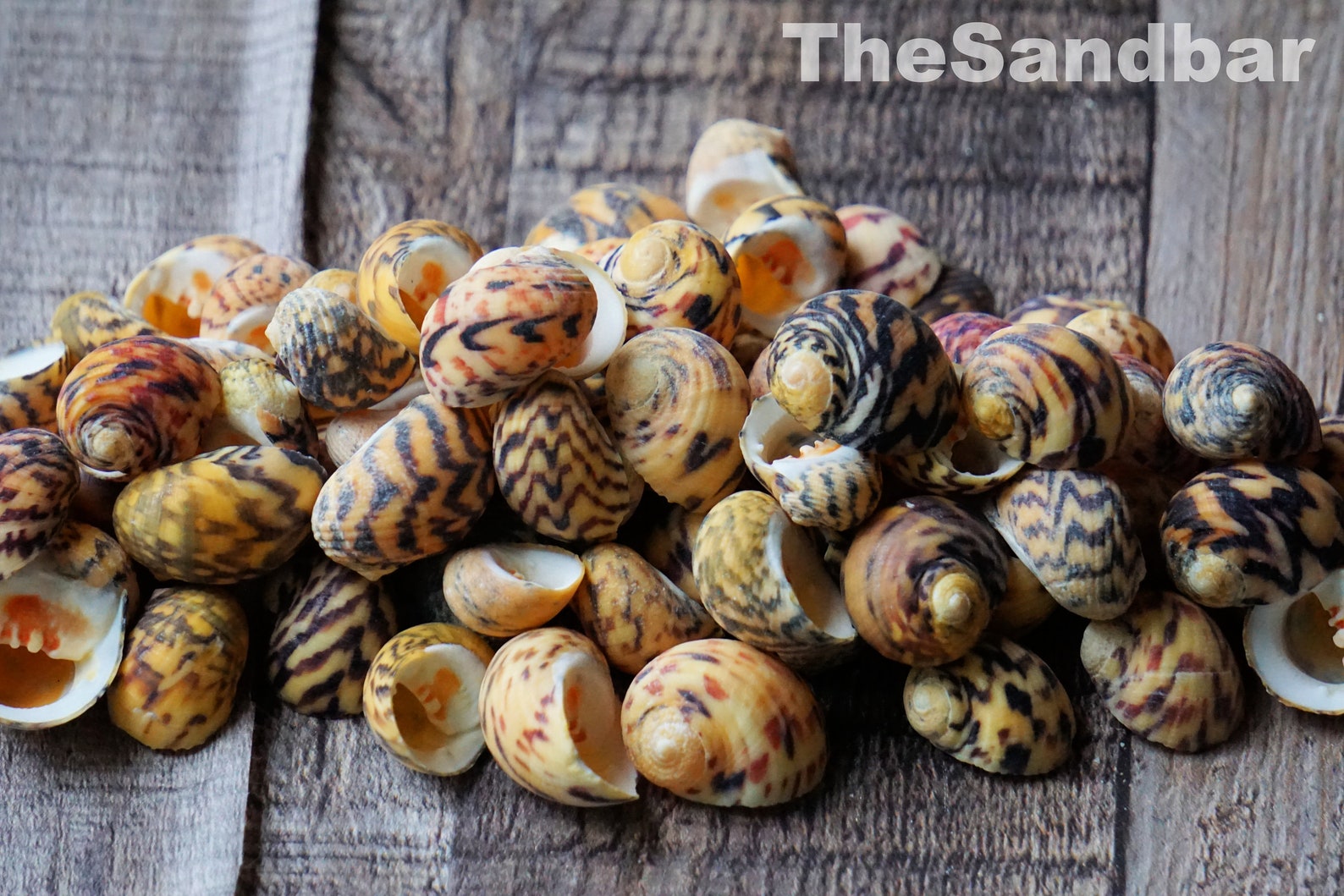 Nerite Shells Yellow Bleeding Tooth 3/41 Craft - Etsy