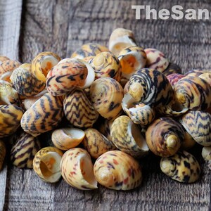 Nerite Shells Yellow Bleeding Tooth 3/41 Craft - Etsy