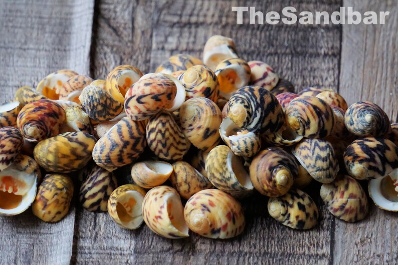 Nerite Shells Yellow Bleeding Tooth 3/41 Craft - Etsy