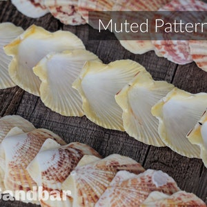 Pecten Scallop Shells Lentigious Pecten 2 3 Seashell Craft Supply ...