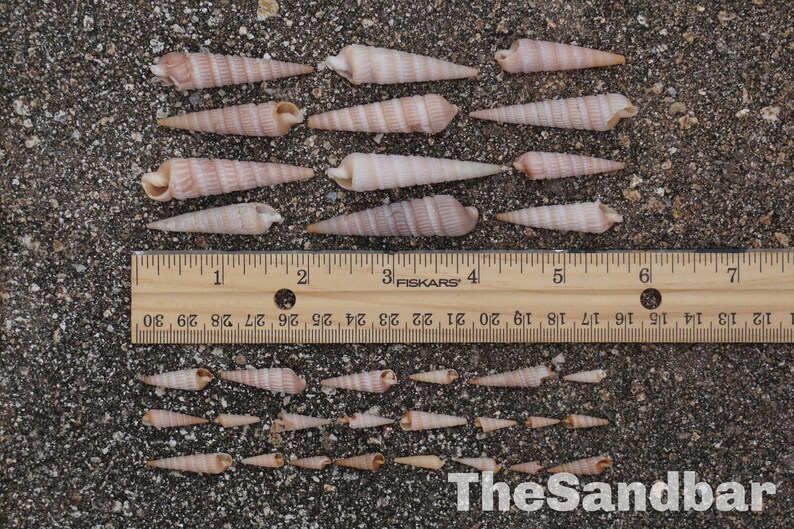 Auger Cone Seashells 5-50 Small Spiral Shells Neutral Light - Etsy