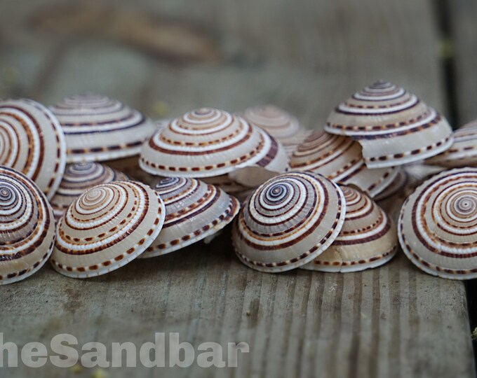 Sundial Seashells 3/4 2 Brown Tan Set of 5 15 Bulk Spiral Shell Craft ...