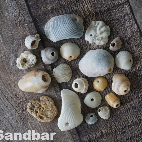 Snail Shell Beads - Etsy