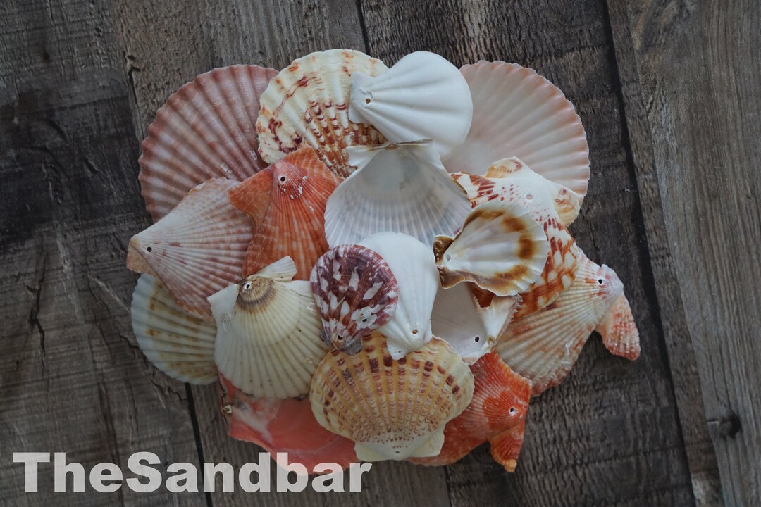 Seashells With Holes Drilled Scallop Seashell Beads Hole - Etsy