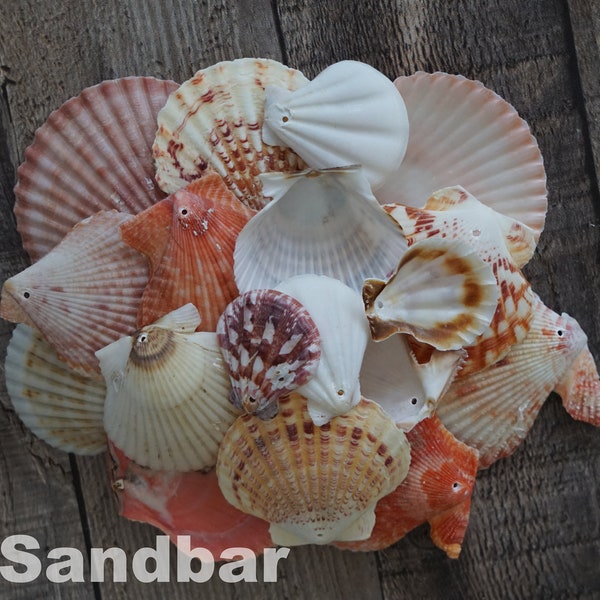 Seashell Jewelry - Etsy