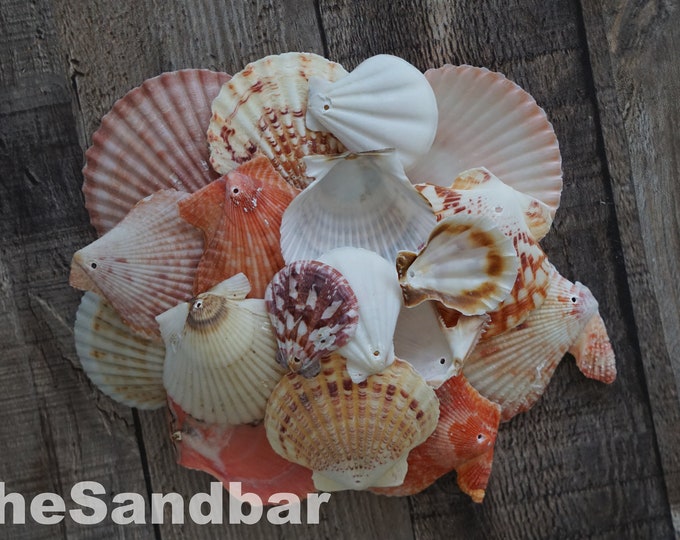 Drilled Shells With Holes Drilled Scallop Seashell Beads Pecten ...