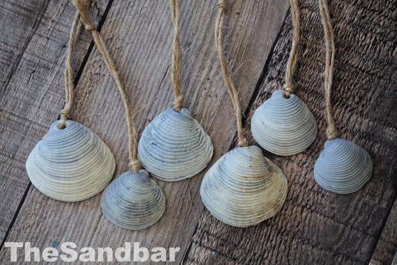 Gray Seashell Ornaments Florida Clams Textured Clam Natural - Etsy