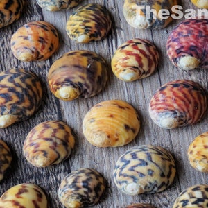 Nerite Shells Yellow Bleeding Tooth 3/41 Craft - Etsy