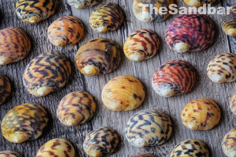 Nerite Shells Yellow Bleeding Tooth 3/41 Craft | Etsy