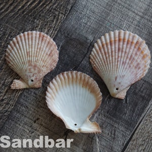Seashells With Holes Drilled Scallop Seashell Beads Hole - Etsy