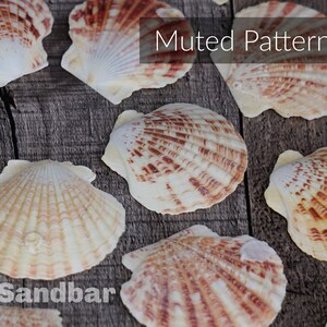 Pecten Scallop Shells Lentigious Pecten 2 3 Seashell Craft Supply ...