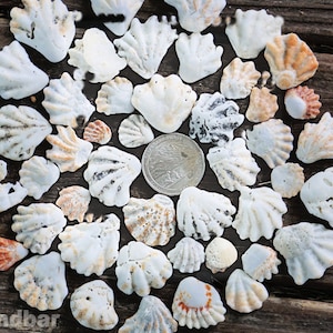 Kitten Paw Seashells Small Natural Little Seashells Bulk Florida ...