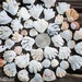 Kitten Paw Seashells Small Natural Little Seashells Bulk Florida ...