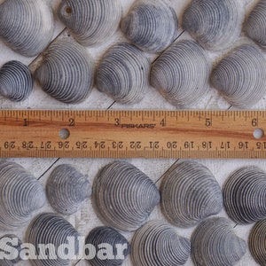 Gray Shells Bulk Vase Filler Seashells DIY Terrarium Striped Shells ...