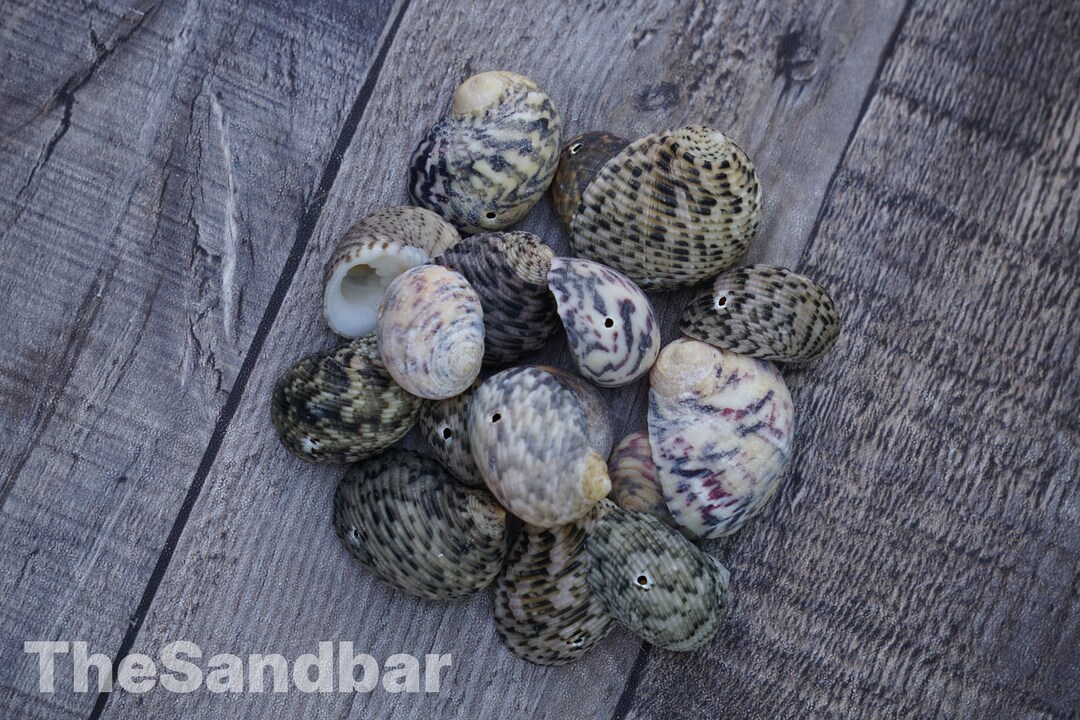 Nerite Shell Beads Seashells With Holes Coastal Decor Snail Nerita ...