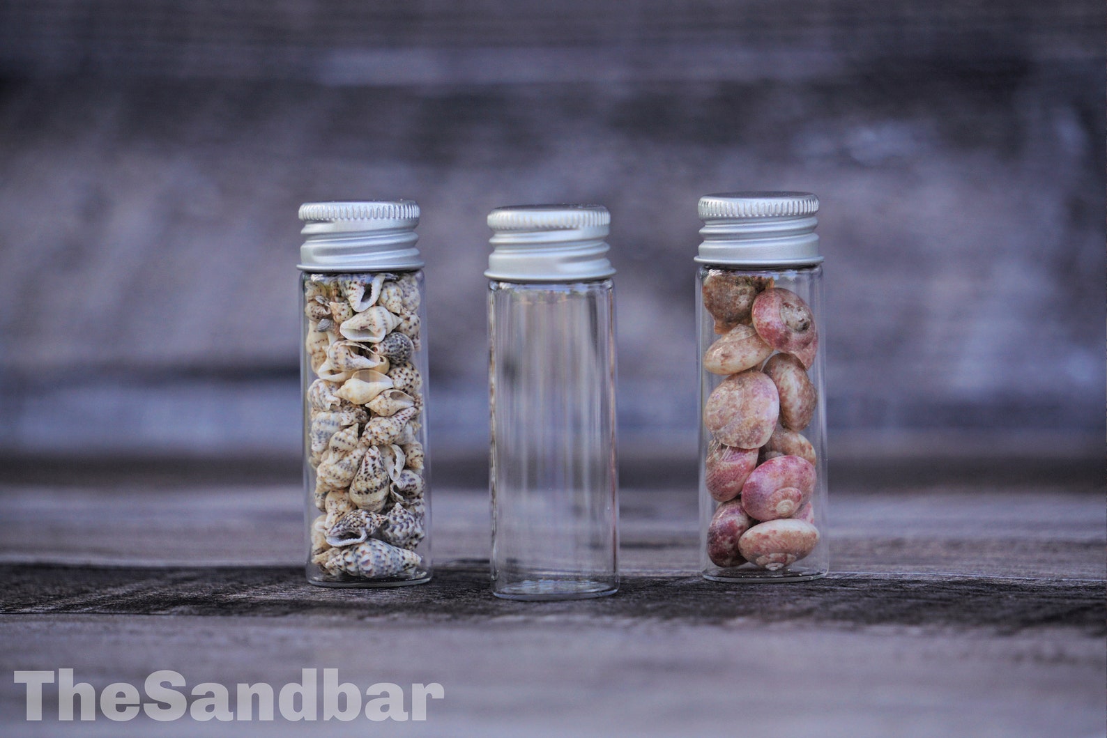 Auger Cone Seashells 5-50 Small Spiral Shells Neutral Light - Etsy