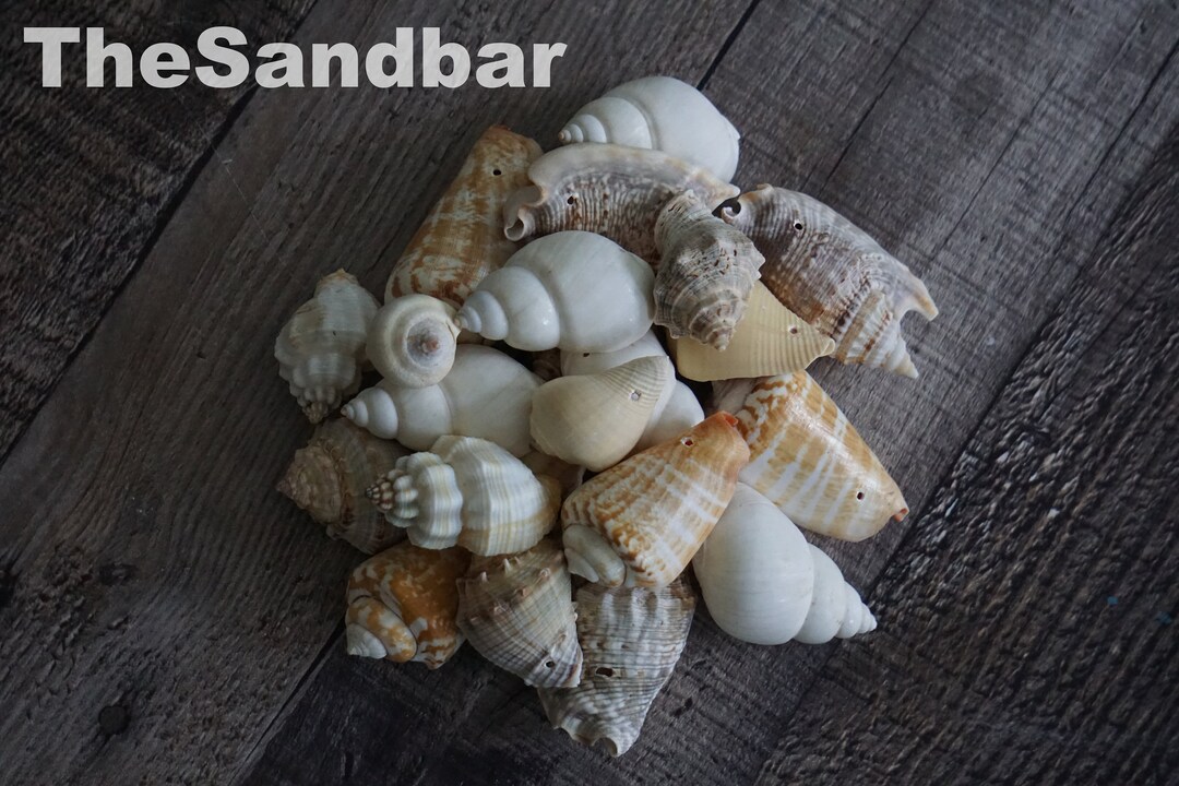 Seashell Beads Shells With Holes Drilled Shell Bead - Etsy