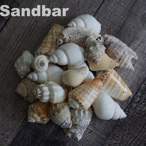 Seashell Beads Shells With Holes Drilled Shell Bead - Etsy